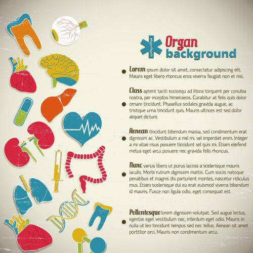 Human organs infographics Royalty Free Vector Image