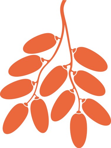 Single date fruit showing seed Royalty Free Vector Image