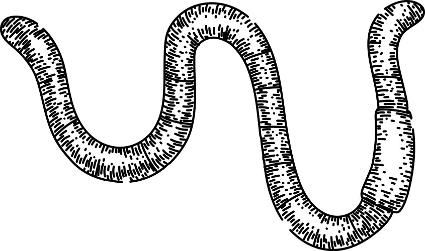 Worm sketch hand drawn Royalty Free Vector Image