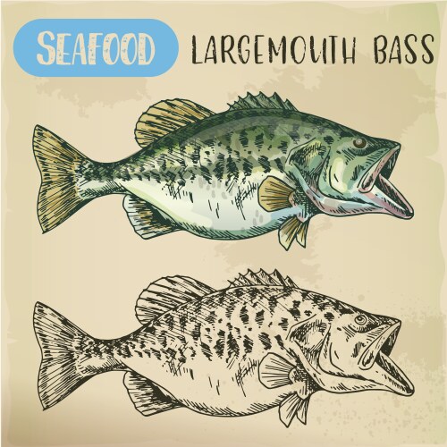 Gamefish Vector Images (74)