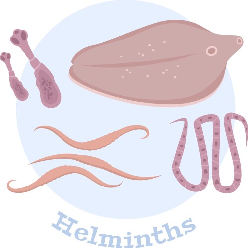 Helminth Vector Images (over 700)