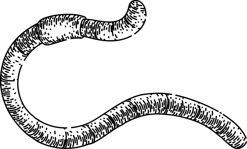 Worm sketch hand drawn Royalty Free Vector Image