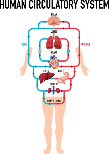 Diagram of girl with circulatory system Royalty Free Vector