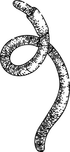 Simple worm sketch hand drawn Royalty Free Vector Image