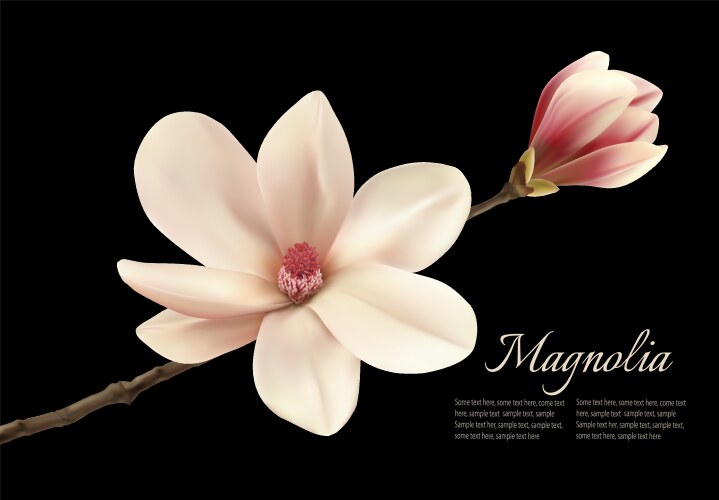 Magnolia Flower Vector Images (over 6,900)