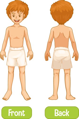 Opposite adjectives words with back and front Vector Image