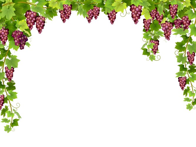 Grape square frame Royalty Free Vector Image - VectorStock