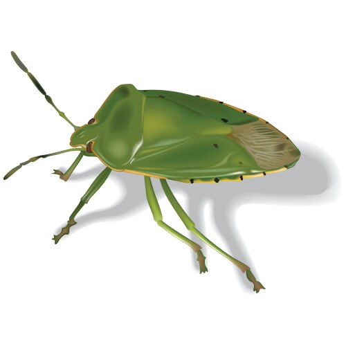 Green stink bug Royalty Free Vector Image - VectorStock