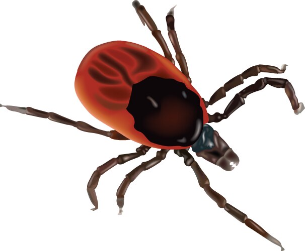 Tick Vector Images (over 110,000)