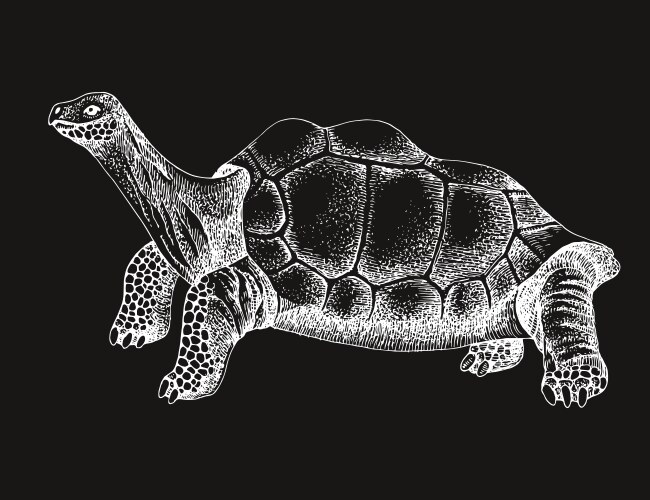 Island Vector Images (over 220,000)