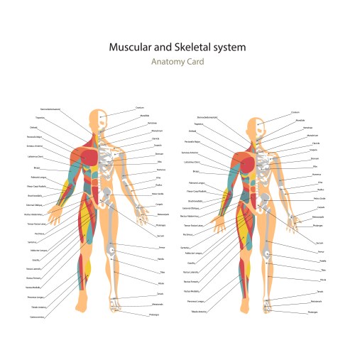 Human Muscle Anatomy Poster – Royalty-Free Vector | VectorStock