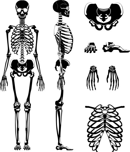 Human Skeleton Anatomy Diagram Royalty Free Vector Image