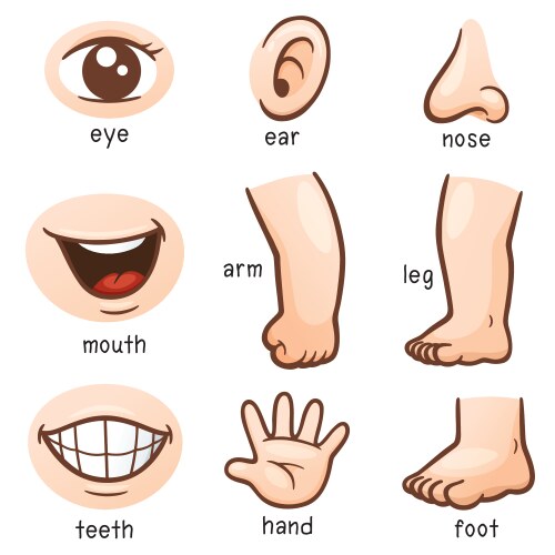 Body Parts Cartoon Vector Images (over 16,000)