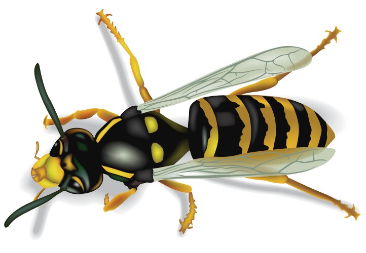 Wasp bee hornet 3d realistic Royalty Free Vector Image