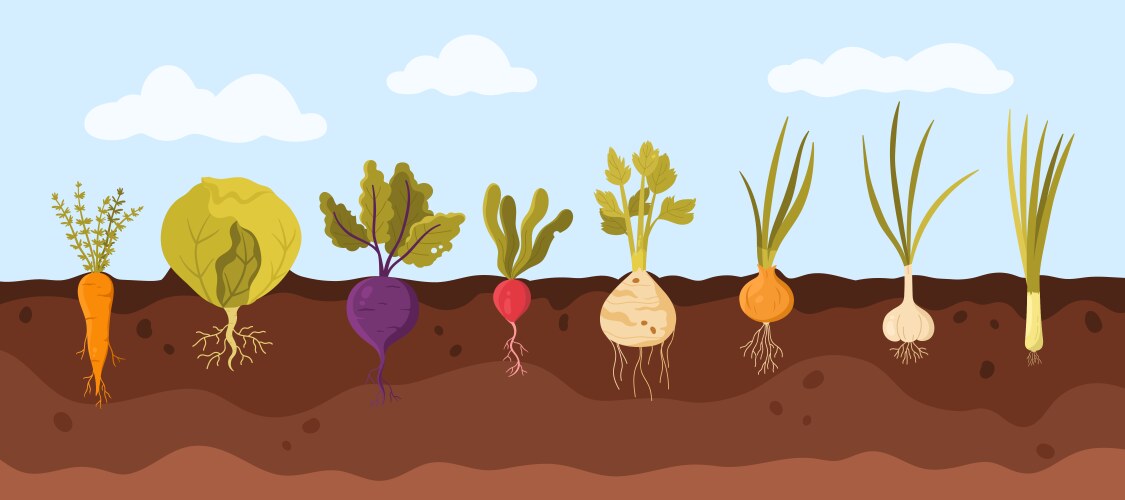 Root vegetables grow in garden soil infographic Vector Image