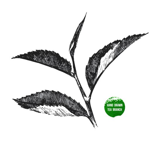 Tea Leaf Vector Images (over 51,000)