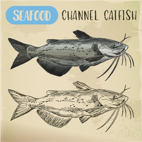 Channel Catfish Vector Images (35)