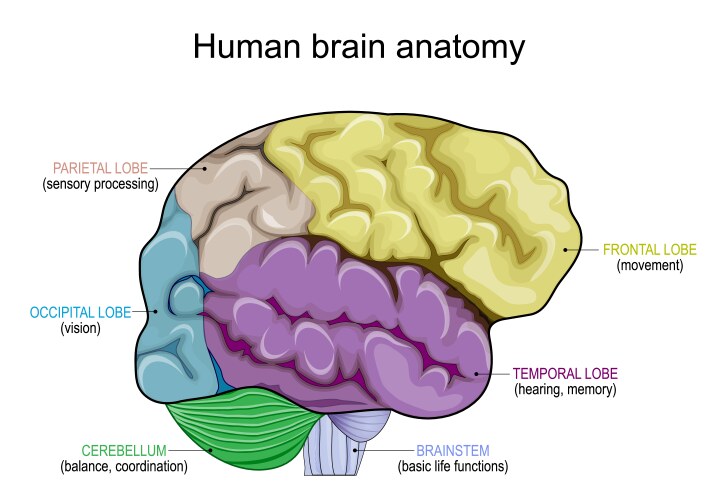 Human Brain Anatomy Diagram Royalty Free Vector Image