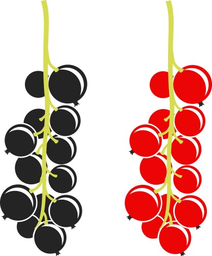 Black currant Royalty Free Vector Image - VectorStock