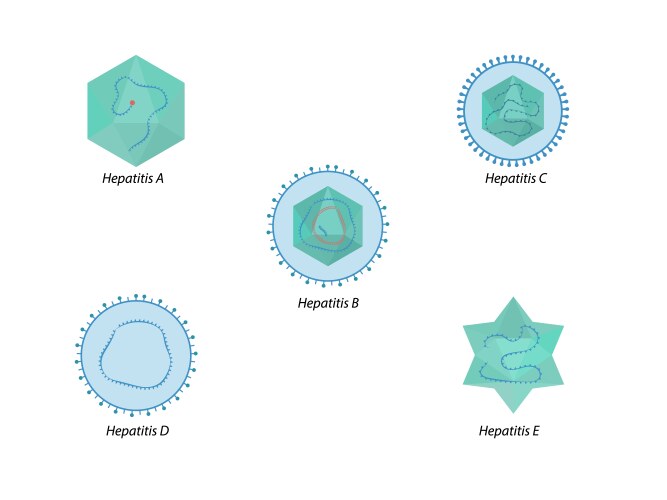 Diagram of hepatitis b virus particle structure Vector Image