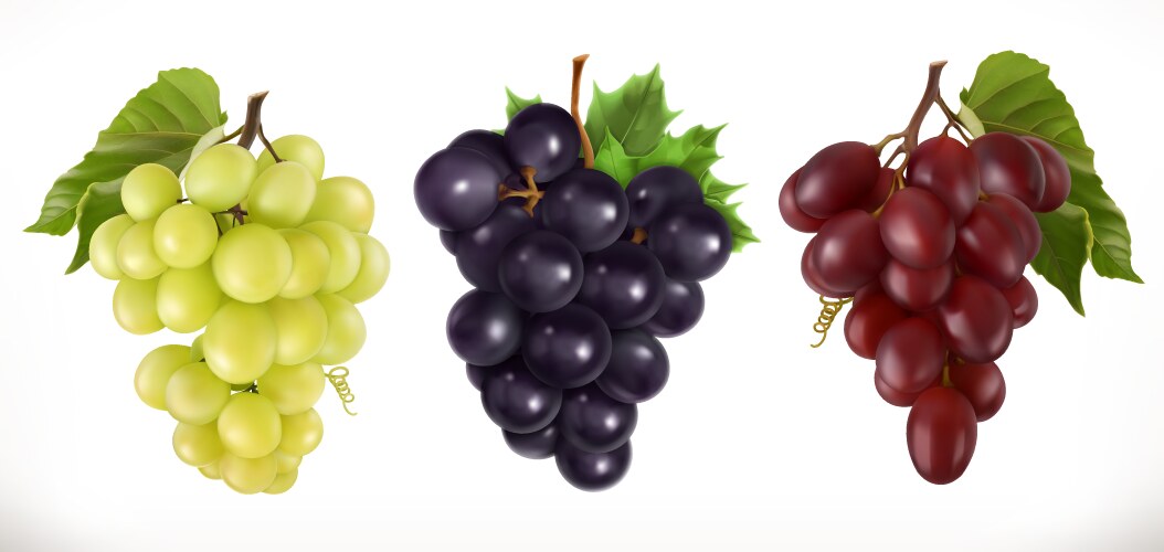 Grapes Vineyard Vector Images (over 22,000)