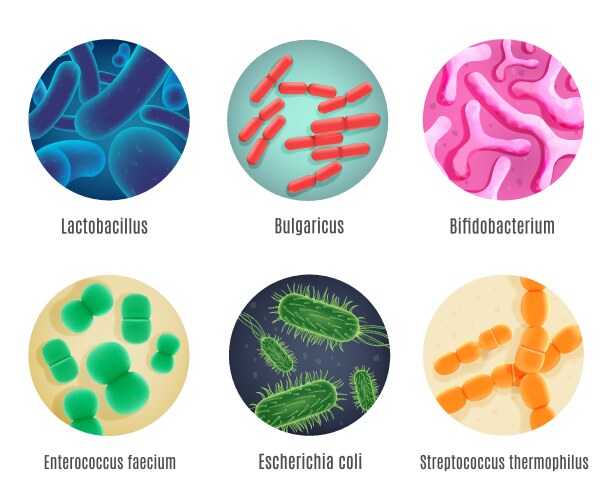 Mycobacterium Vector Images (over 1,300)