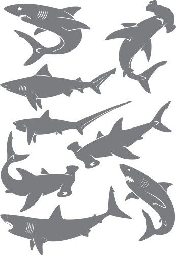 Sharks Royalty Free Vector Image - VectorStock