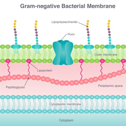 Cell Membrane Vector Images (over 2,200)