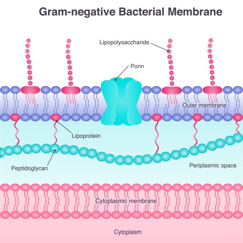 Cell Membrane Vector Images (over 2,200)