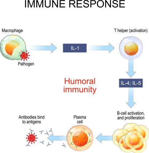 Immune Response Vector Images (over 630)