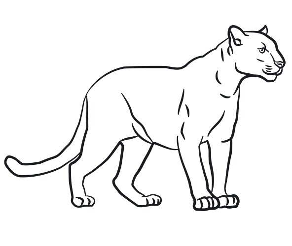 Panther Outline Vector Images (over 5,000)
