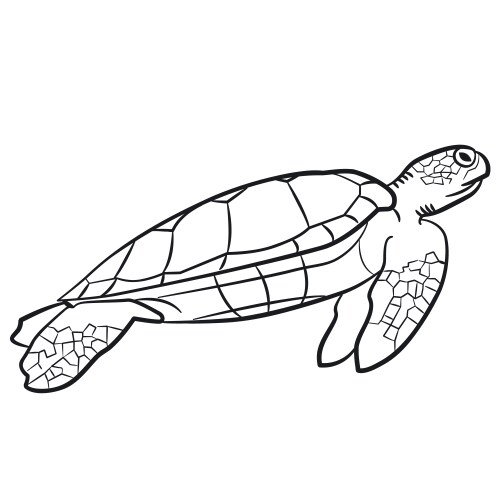 Turtle Vector Images (over 33,000)