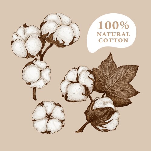 Cotton Vector Images (over 180,000)