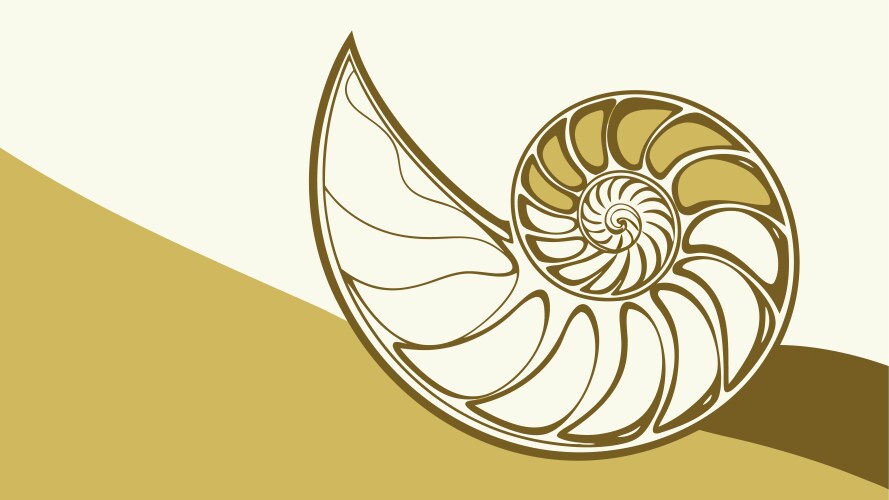 Fibonacci Sequence In Shells Diagram