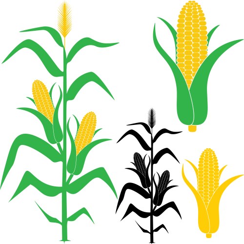 Maize plant diagram infographic elements Vector Image