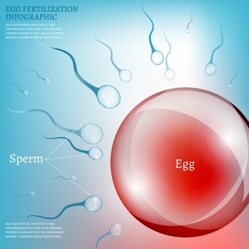 Egg Fertilization Vector Images (over 5,100)