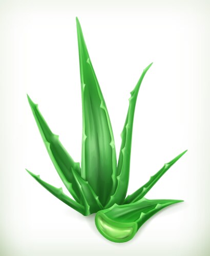 Aloe vera icon design template isolated Royalty Free Vector