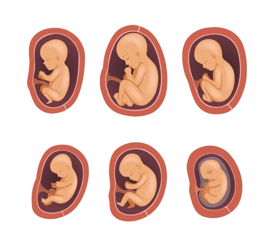 Fetal Vector Images (over 1,800)