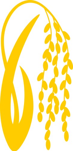 Golden rice background Royalty Free Vector Image