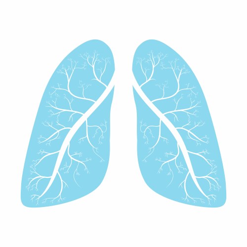 Human lungs Royalty Free Vector Image - VectorStock
