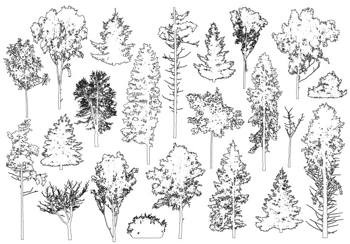 Pine Tree Plan Vector Images (over 140)