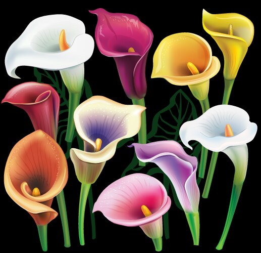 Calla Vector Images (over 2,800)