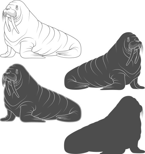 walrus template