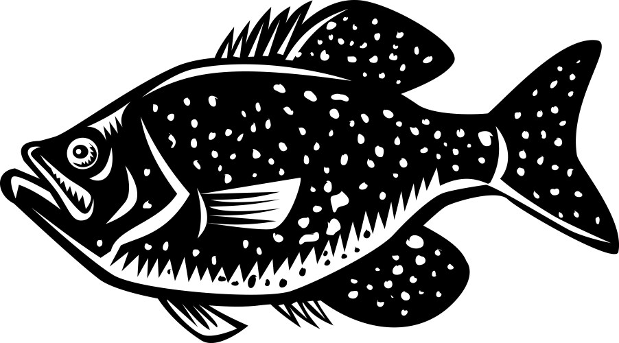 Crappie Vector Images (over 250)