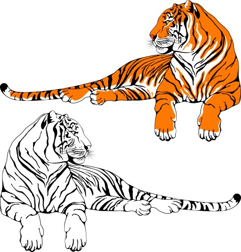 Tiger Outline Vector Images (over 12,000)