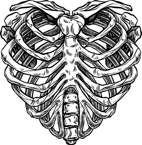 Human skeleton skull and bones anatomy Royalty Free Vector