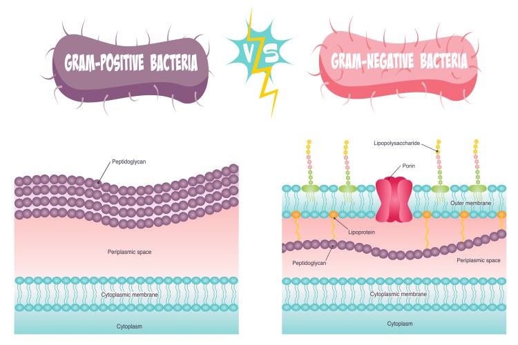 Gram-positive bacterial membrane diagram Vector Image