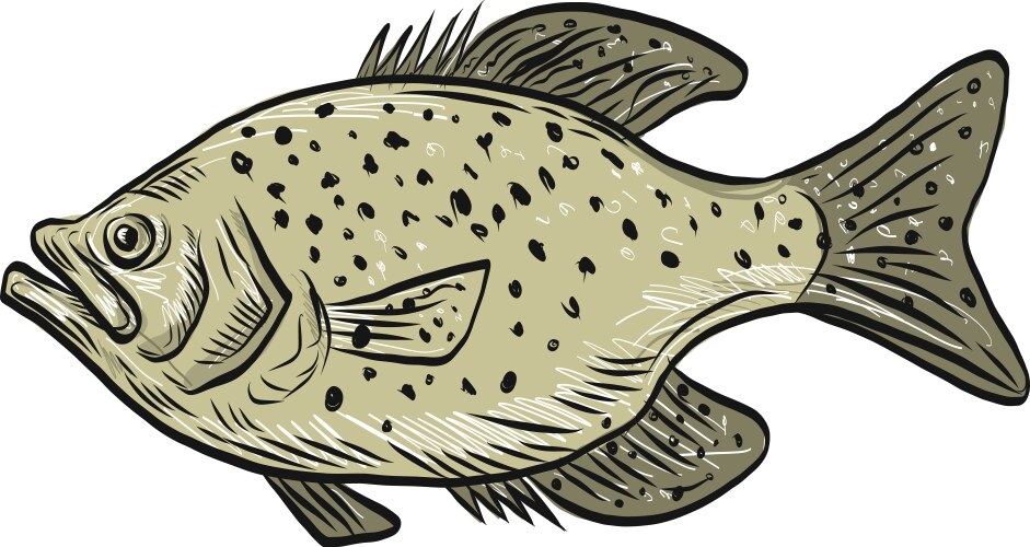 Fish Line Drawing Vector Images (over 34,000)