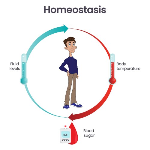 Homeostasis Vector Images (over 340)