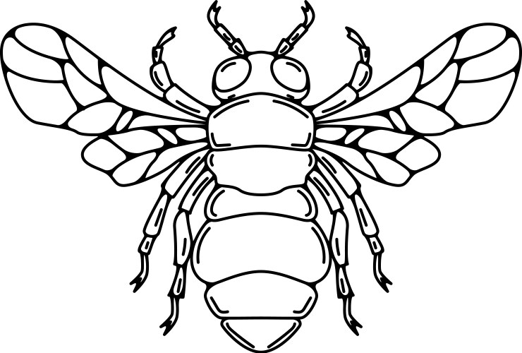 Bee Line Drawing Vector Images (over 6,900)